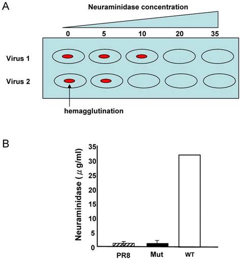 Virus Turkey Erythrocyte Receptor Binding Avidity Assay Influenza