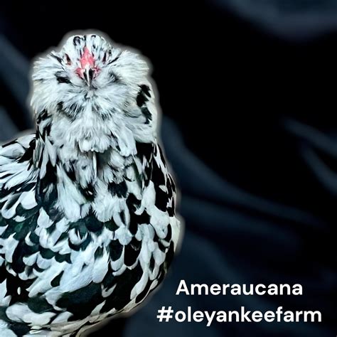 The Hatching 2025 Lf Ameraucana Colors Will Include Black Chocolate Ermine Chocolate