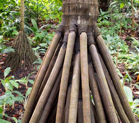 Surface Tree Roots Stock Image Image Of Horizontal Surface