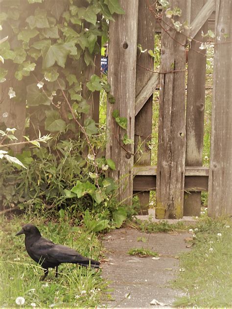 Berkeley Backyard Bird Blog Of Urban Redoubts Refuges Havens