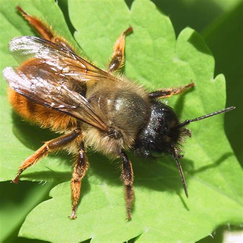 Red Mason Bee Naturespot