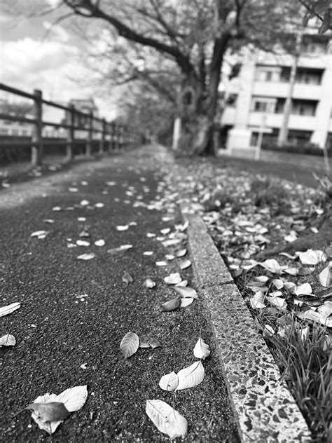 2024年12月2日以降に、持っていた保険証をなくしちゃった・・マイナンバーカードは持ってない・・資格確認書は届いてない・・ ひまわり