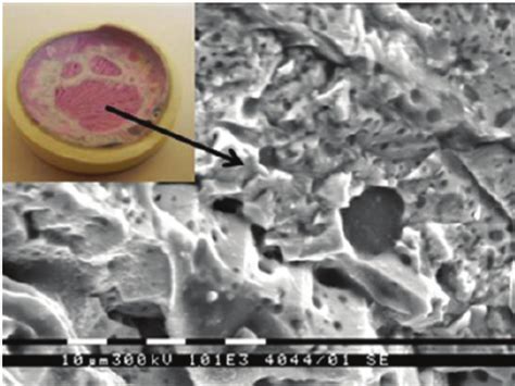 Sem Micrograph Of Sample 7 Download Scientific Diagram