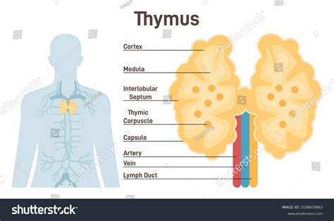 Thymus Gland Definition Biology At Elijah Brand Blog