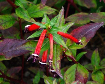 Cuphea Ignea Gardensonline