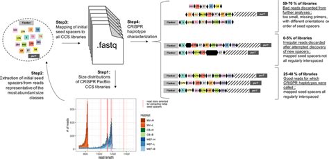 Schematic Representation Of The Workflow For Crispr Haplotype Detection Download Scientific