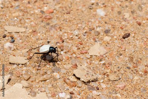 Darkling Beetle Stenocara Eburnea Tok Tokkie Namib Desert Namibia