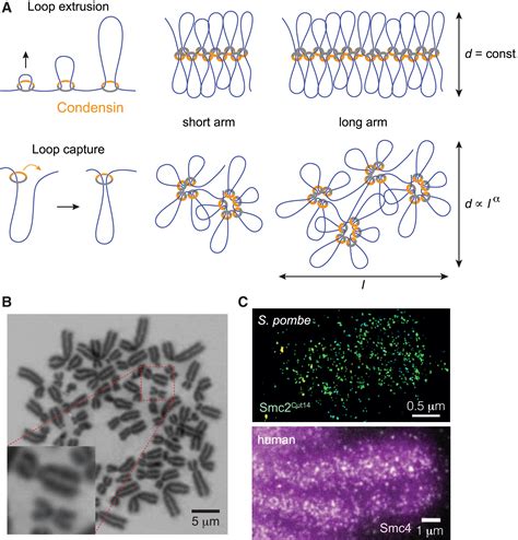 A Unified Model For Cohesin Function In Sister Chromatid Cohesion And