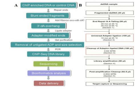 Process Workflow Library Of Chromatin Immunoprecipitation Sequencing