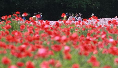 양귀비꽃 오마이포토