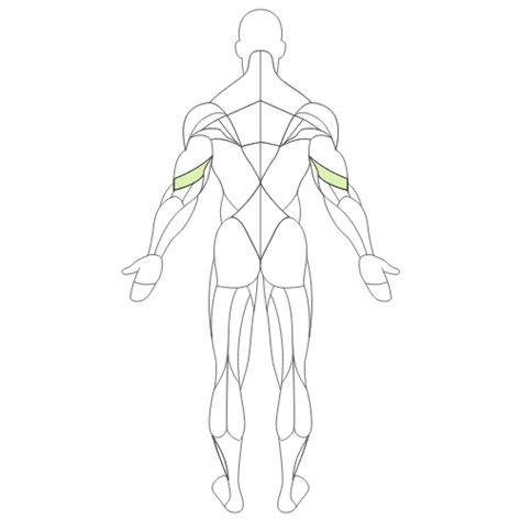 Forearm Push Up 2025 Guide How To Video Benefits And Variations Forearm Push Up 2025 Guide How To Video Benefits And Variations