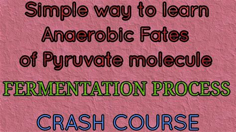 Fate Of Pyruvic Acid Alcoholic And Lactic Acid Fermentation Anaerobic
