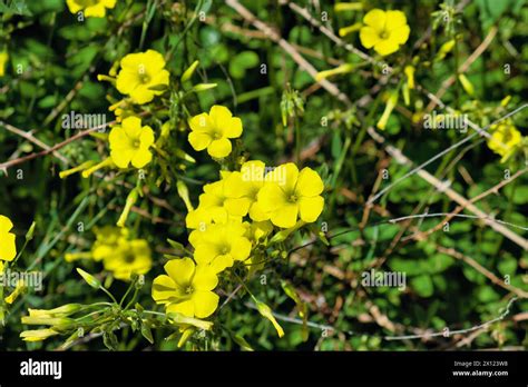 Flowers And Buds Of Oxalis Pes Caprae African Wood Sorrel Sourgrass