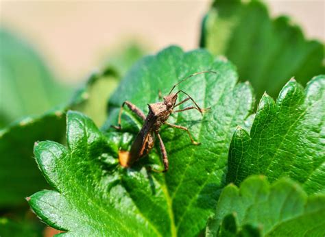Strawberry Bugs Nz At Amy Heyer Blog