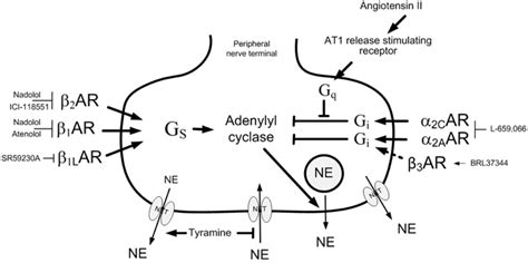 Control Of Norepinephrine Release From Peripheral Sympathetic Nerve