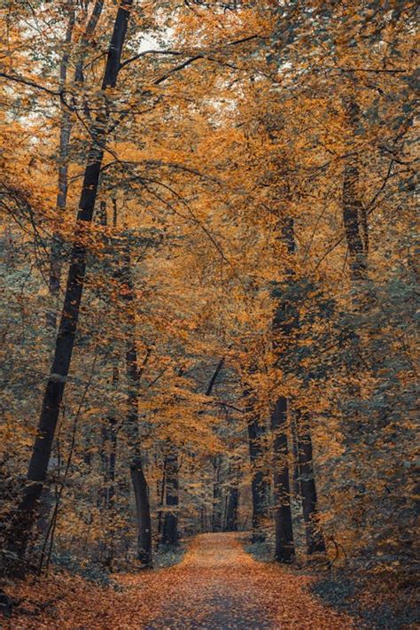 집 밖의 가을 가을 색 가을 시즌 갈색 잎 경치 경치가 좋은 계절 계절의 변화 고요한 광야 그림 같은 나무 나무 줄기 나뭇잎 노란 잎 녹지