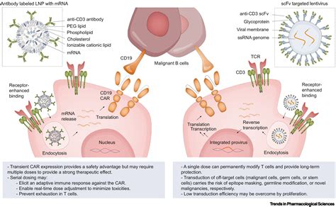 Direct In Vivo Car T Cell Engineering Trends In Pharmacological Sciences