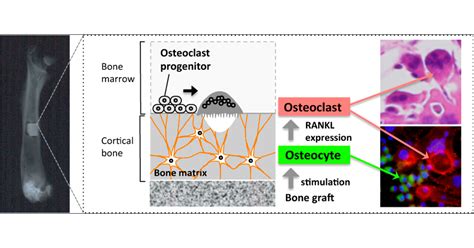 Osteocyte Cell Diagram