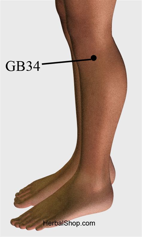 Acupressure Point Gb34 Acupressure Acupressure Points Acupuncture