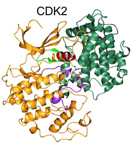 Cell Cycle Structural Biology Cell Cycle Structural Biology Newcastle University