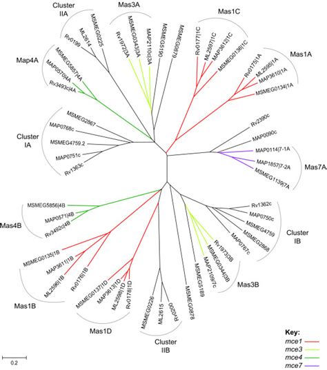 Phylogenetic Tree Of Mycobacterial Mas Domain Sequences The Conserved Download Scientific
