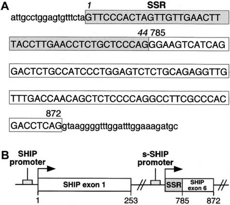 Organization Of The First Exon Of S SHIP A Genomic Sequence Of The Download Scientific