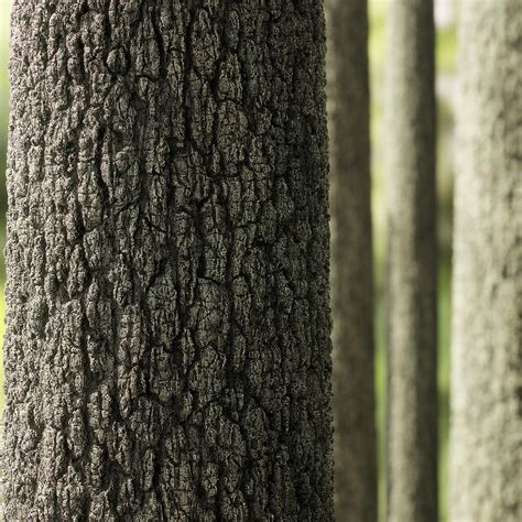 Spruce Tree Bark Pbr Texture
