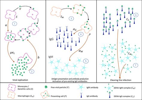 Schematic In Host Dengue Immunological Responses Mediated By Download Scientific Diagram