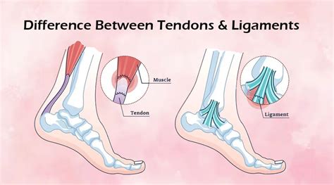 Tendons And Ligaments