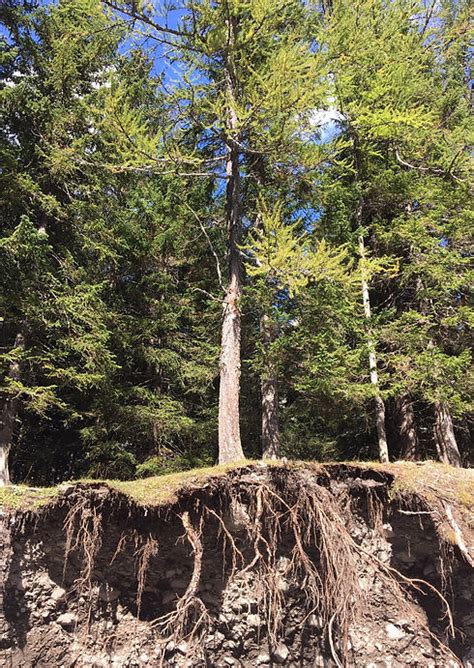 International Education And Transitions Consultant Roots With Boots