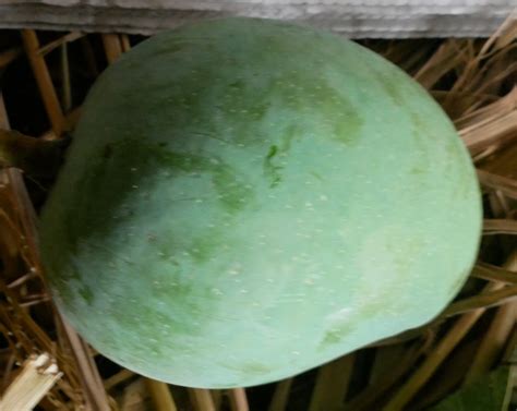 All Mango Dataset Object Detection Dataset And Pre Trained Model By Babe