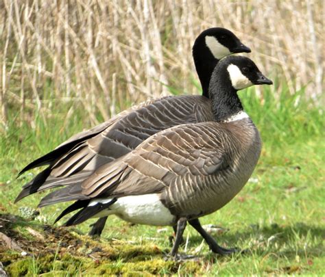 Sparrow Migration Passing Through Our Garden Towheeblog Sparrow Migration Passing Through Our Garden Towheeblog
