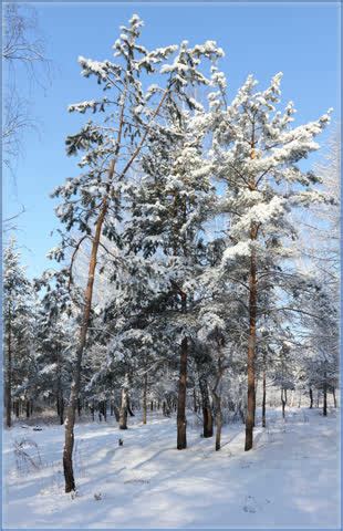 Фото сосны в снегу - Зима - Фото галерея - Галерейка