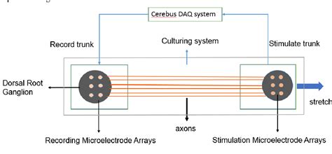 Figure 1 From A Flexible Microelectrode Array For Recording Signals Of Culturing Drg Explants