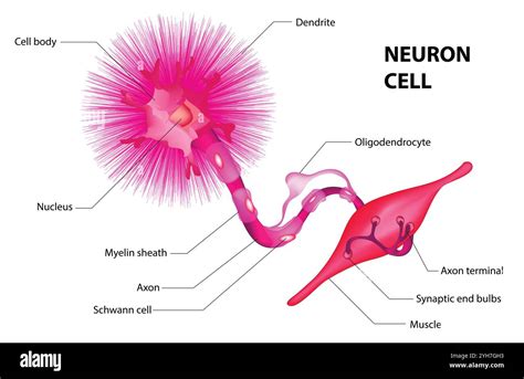 Human neuron structure. Brain neuron cell illustration. Synapses, myelin sheath, cell body ...