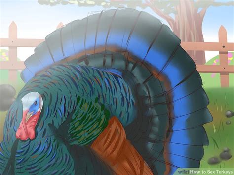 How To Sex Turkeys 14 Steps With Pictures Wikihow