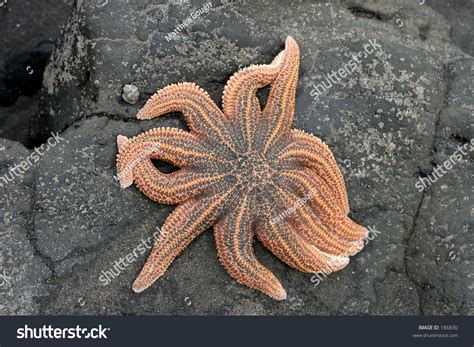 Giant Starfish