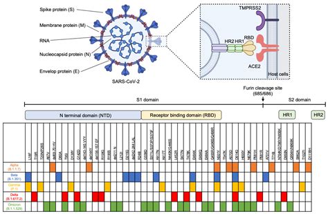 Pathogens Free Full Text In Silico Evaluation Of Crispr Based Assays For Effective Detection