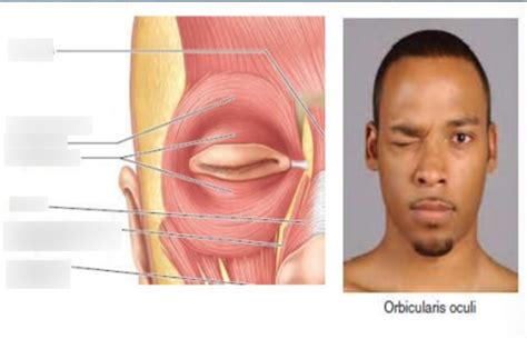 ORBICULARIS OCULI MUSCLE I Diagram Quizlet