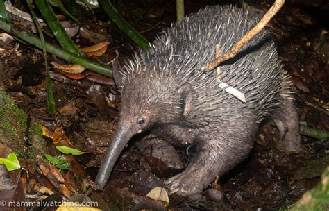 New Podcast Episode Expedition To West Papua With Carlos Bocos