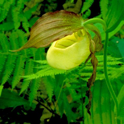 Kentucky Ladys Slipper Seeds