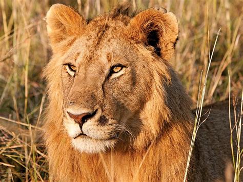 Lion Characteristics Habitat Facts Britannica