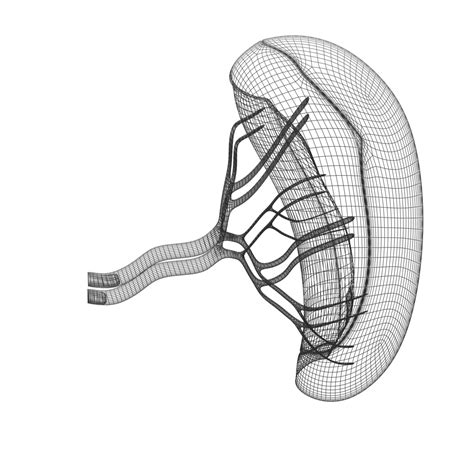 Spleen Basic 3d Model Cgtrader