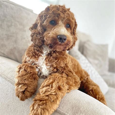 F1b Cockapoo Is This The Best Generation