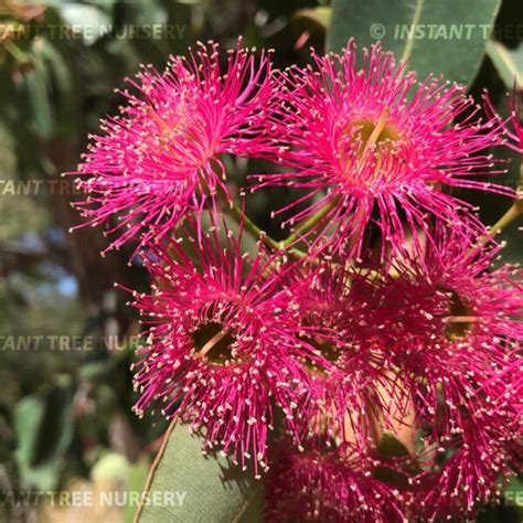 Marri Corymbia Calophylla