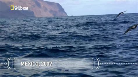 Nat Geo Wild 20 животных которые могут вас убить 2012 смотреть