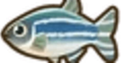 Zebra Fish Coral Island Fish Checklist