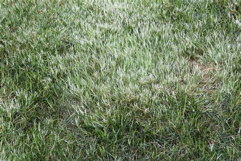 Adventures In Gardening Tenacity Application After 1 Week