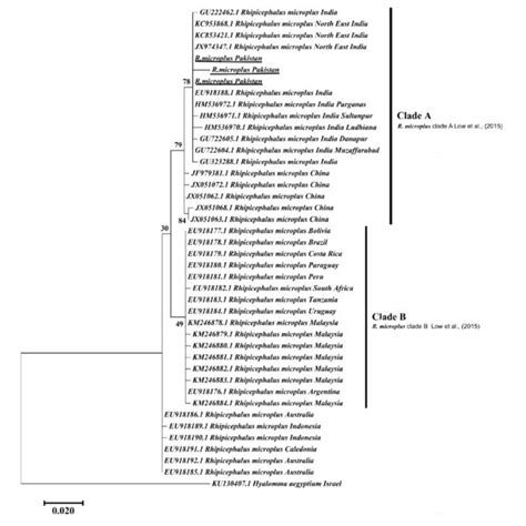 Maximum Likelihood Tree Inferred From Its2 Sequences Of The Genus
