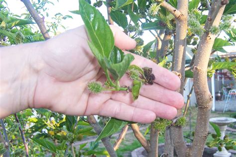 Forum Dwarf Mulberry
